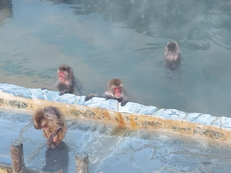 SNOW MONKEYS in Hokkaido Northern Japan (Hakodate) | BUMBLING TOURIST