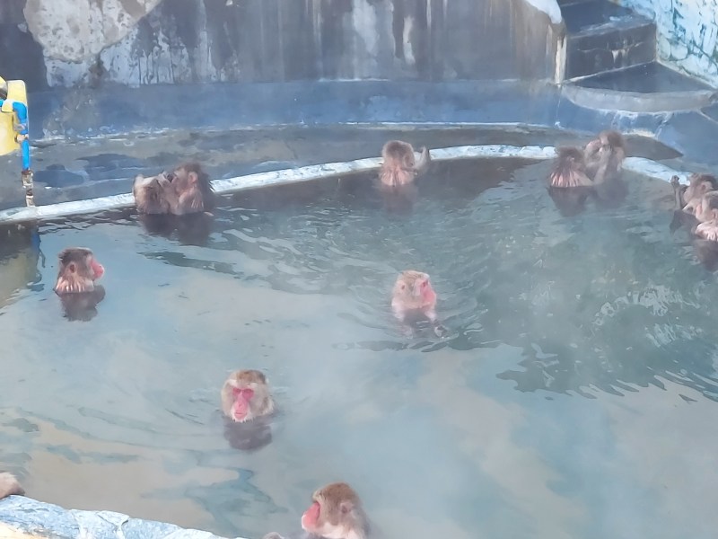 SNOW MONKEYS in Hokkaido Northern Japan (Hakodate) | BUMBLING TOURIST